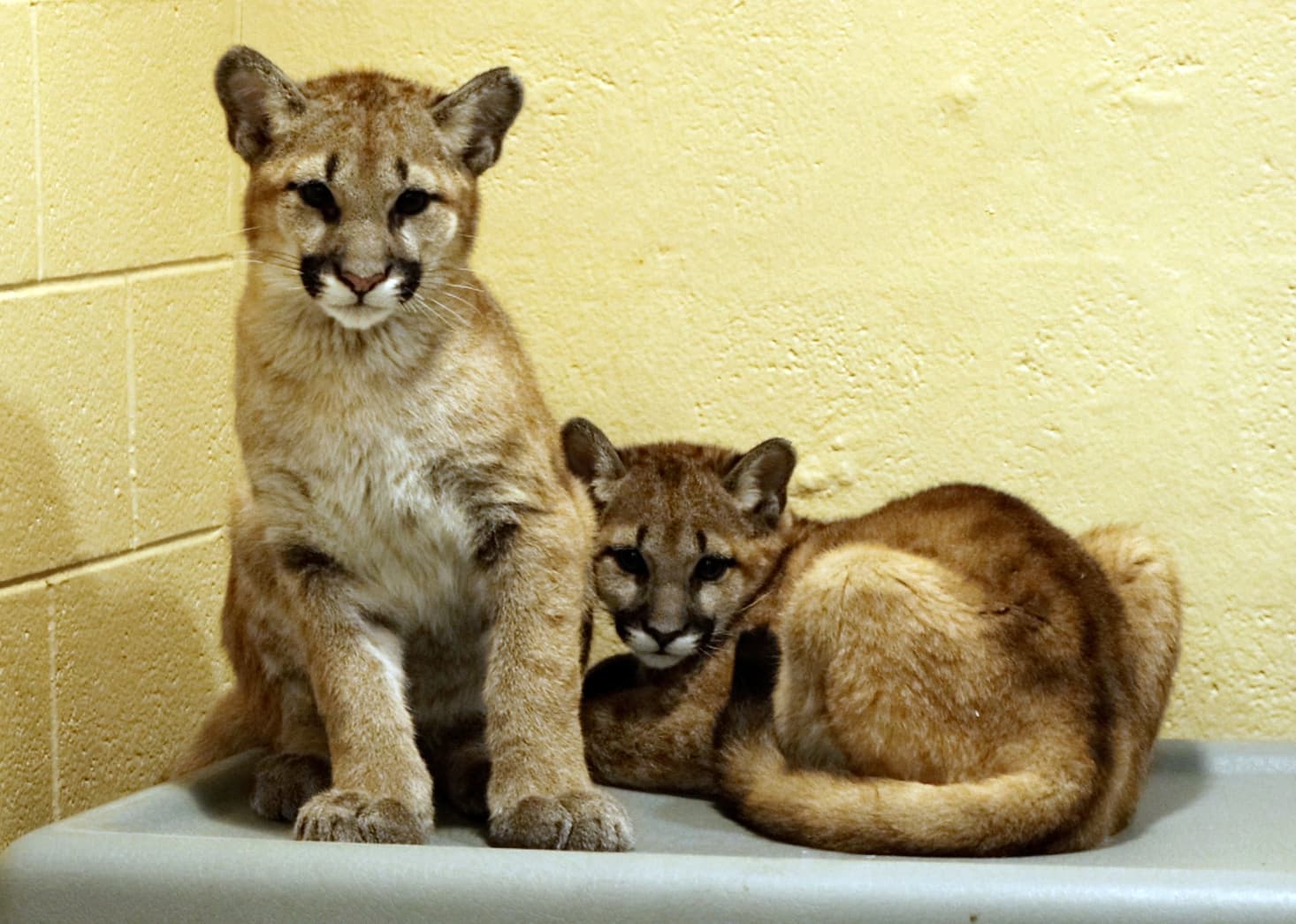 Cougar kittens and their tails of travel | Our Services | Alaska Air Cargo