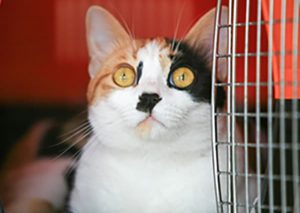 Pet Connect with the pros – Top 5 Tips | Our Services | Alaska Air Cargo